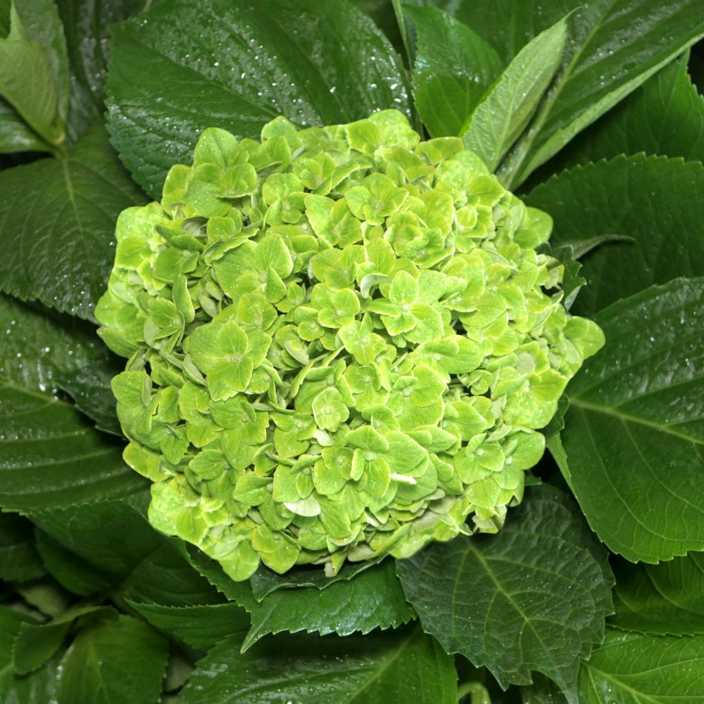 OUR PRODUCTS – Hydraflora