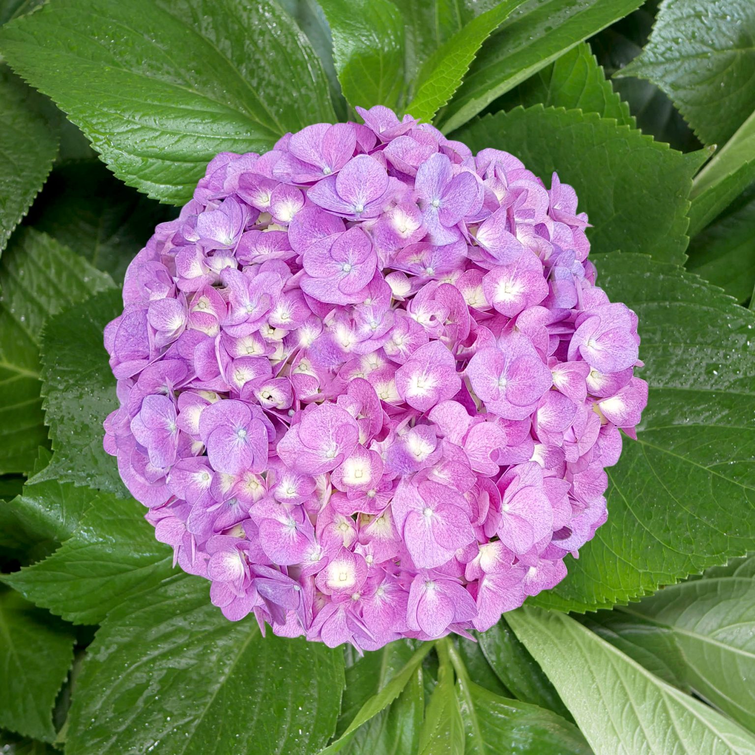 HYDRANGEAS – Hydraflora