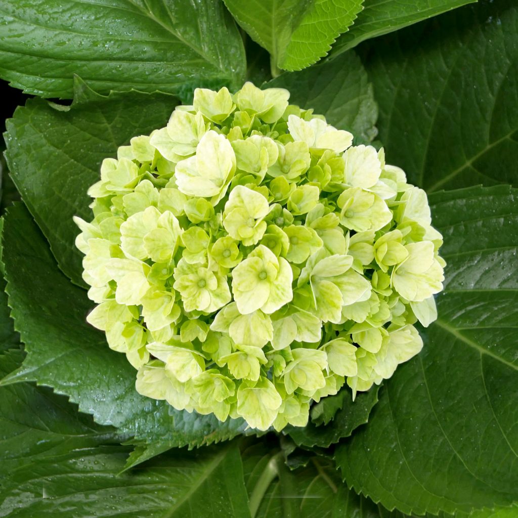 HYDRANGEAS – Hydraflora