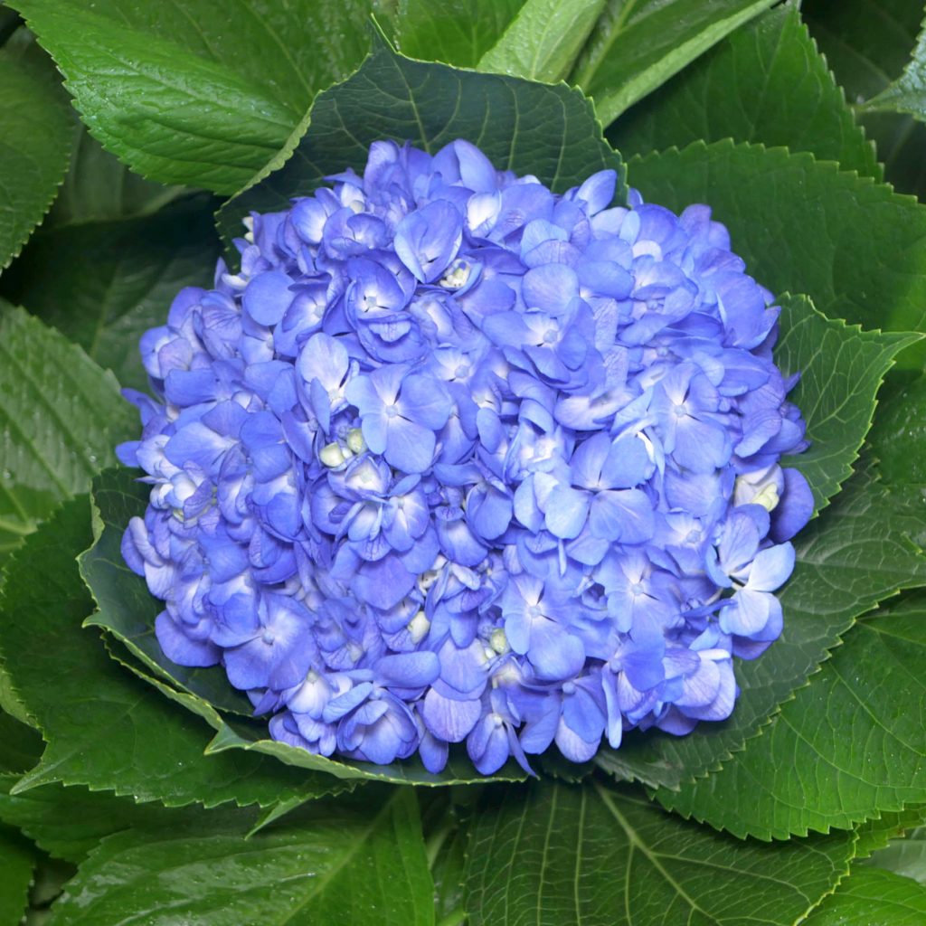 OUR PRODUCTS – Hydraflora